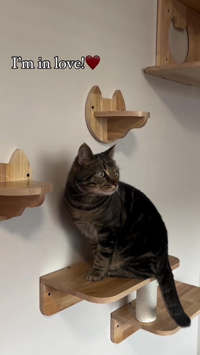 rocket_the_cat_2023 – Petomg