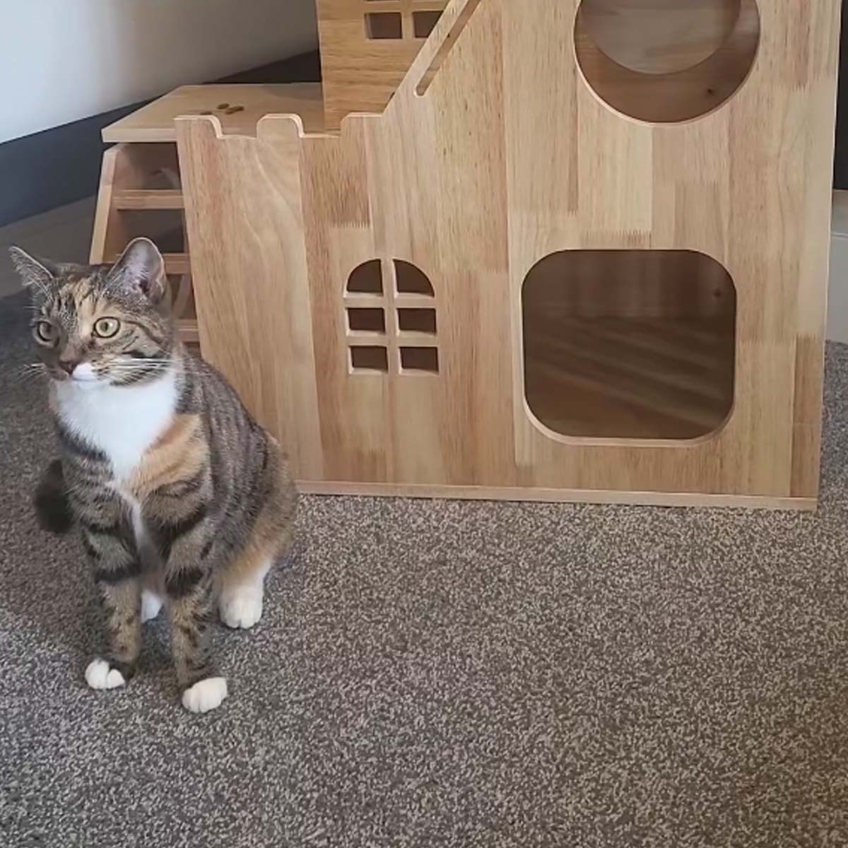 juiceandbeau.the.cats_999 – Petomg