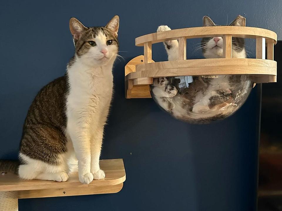 How to Select the Perfect Wall for Your Cat Wall System – Petomg