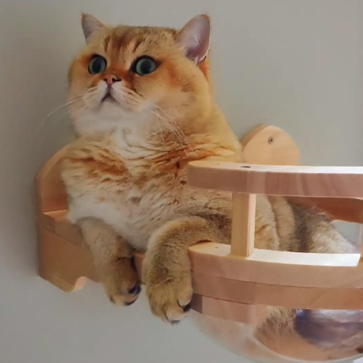 golden.cheeks.cat – Petomg