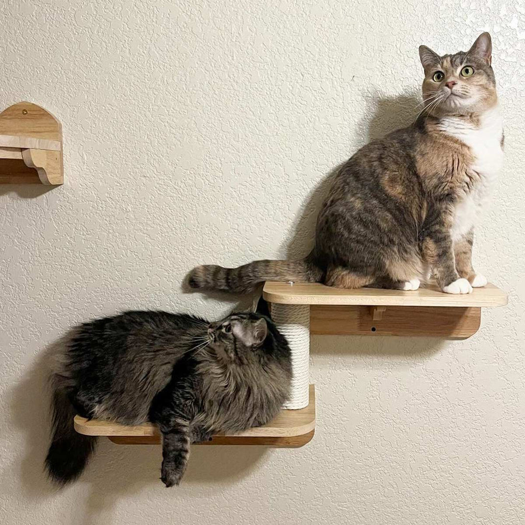 Cat Shelves Set, Cat Wall Furniture, Cat Perch | PETOMG | Rubberwood ...
