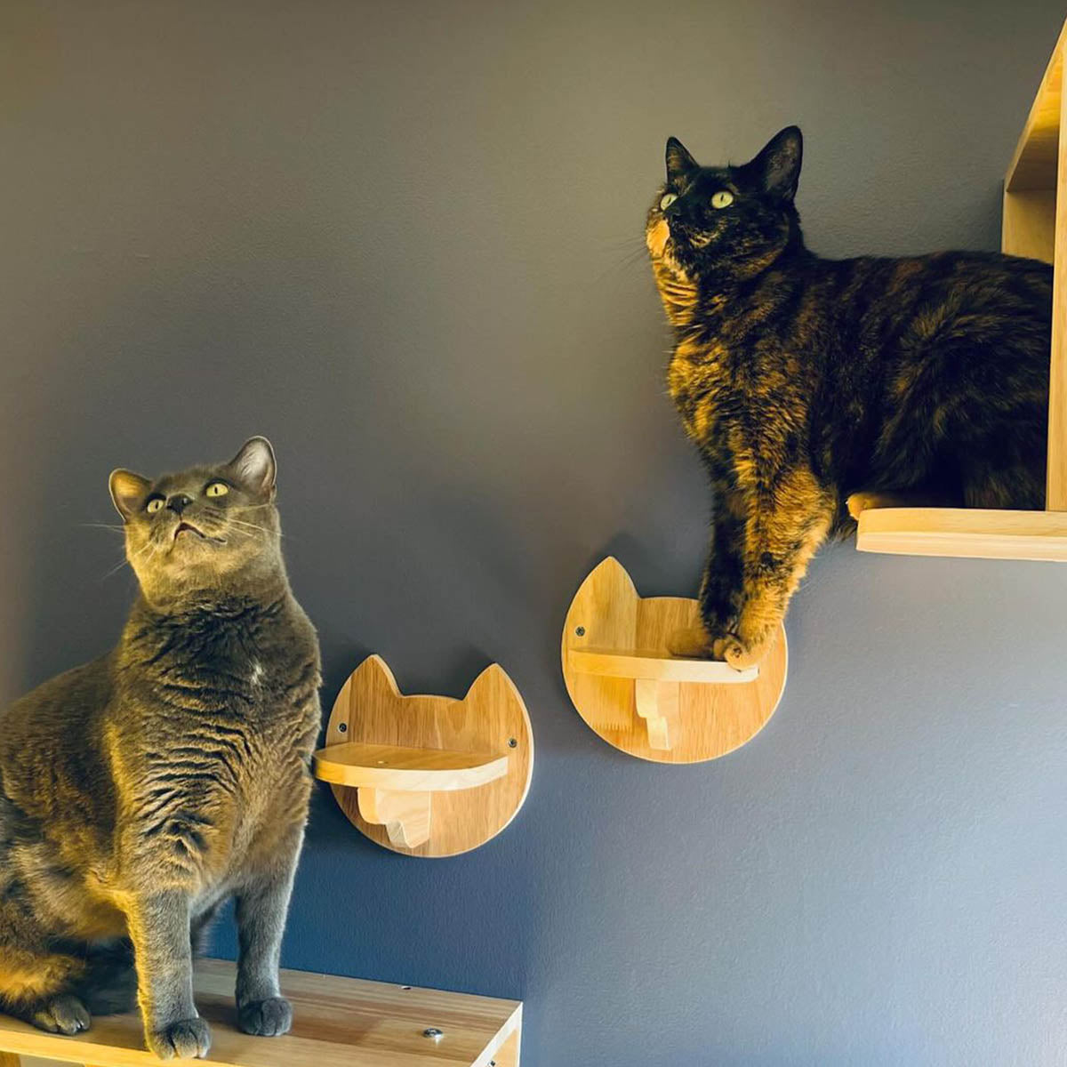 PETOMG Cat Wall House, Cat Perch, Large Cat Shelf with Spaceship| Rubb ...