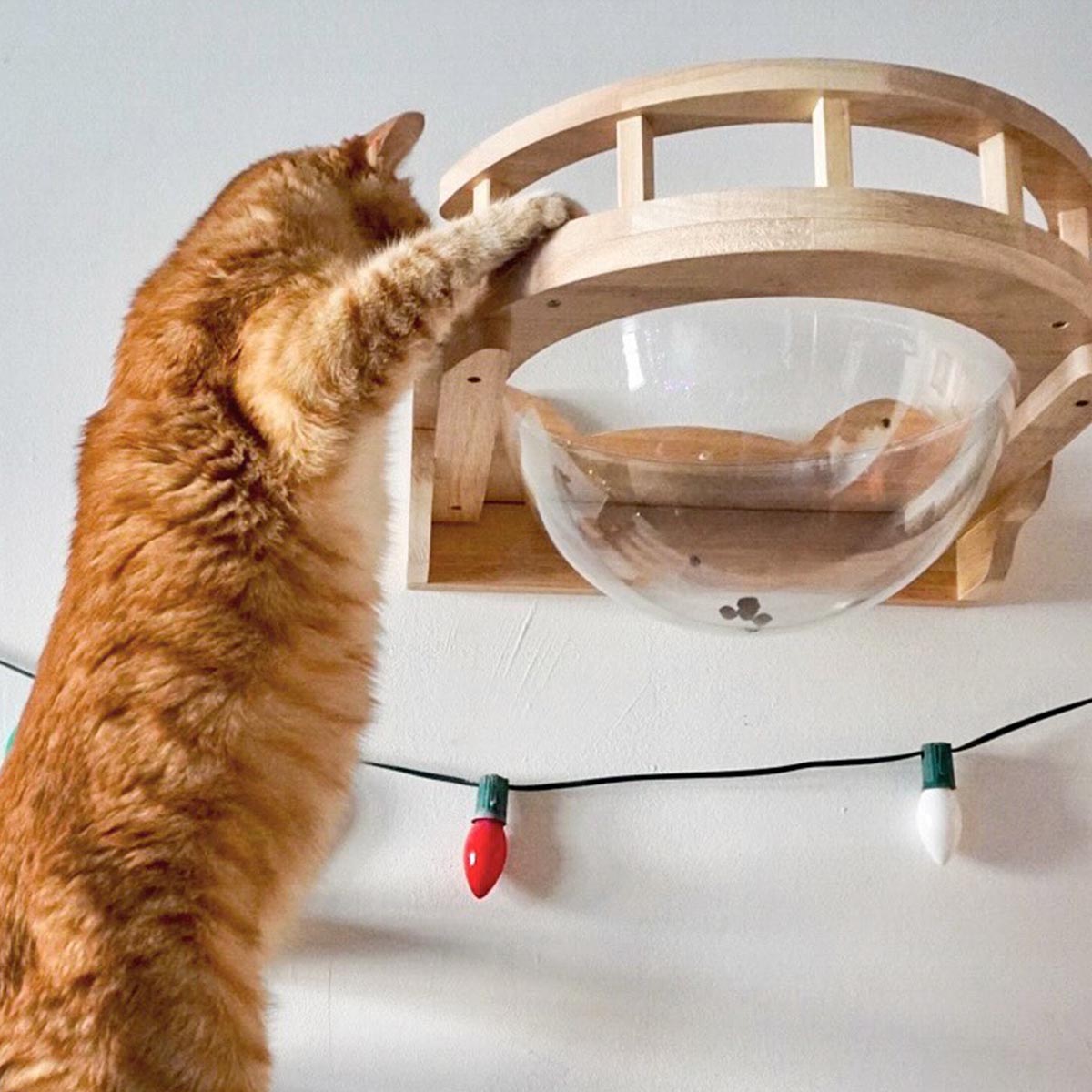 PETOMG Cat Perch, Cat Space Capsule, Cat Bed Furniture, Cat Wall Mount ...