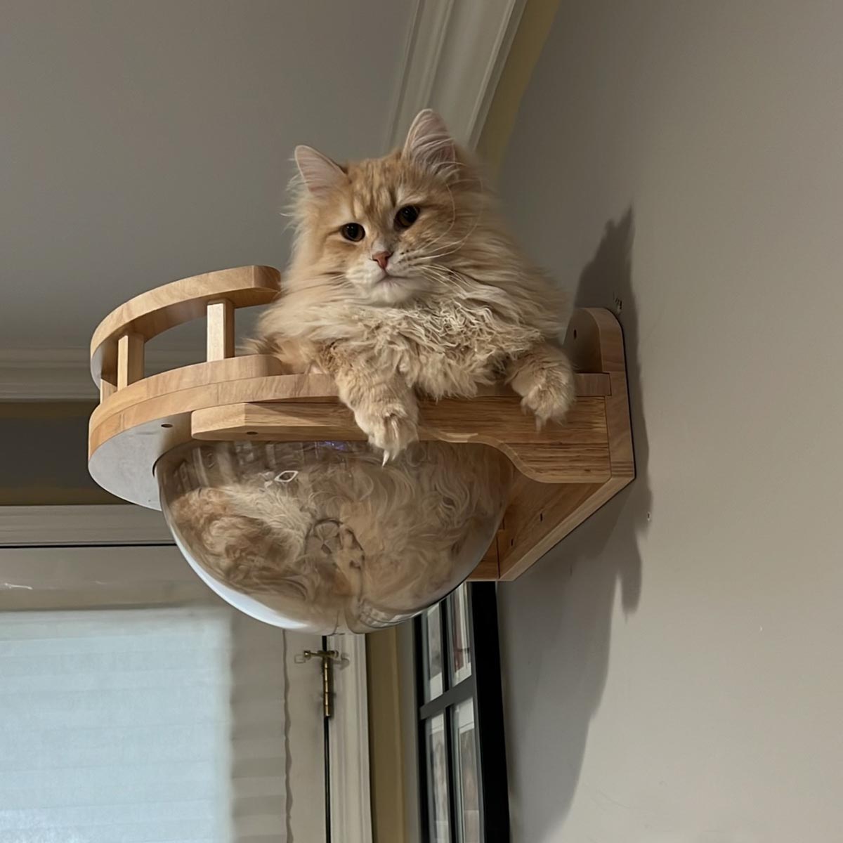 PETOMG Cat Perch, Cat Space Capsule, Cat Bed Furniture, Cat Wall Mount ...