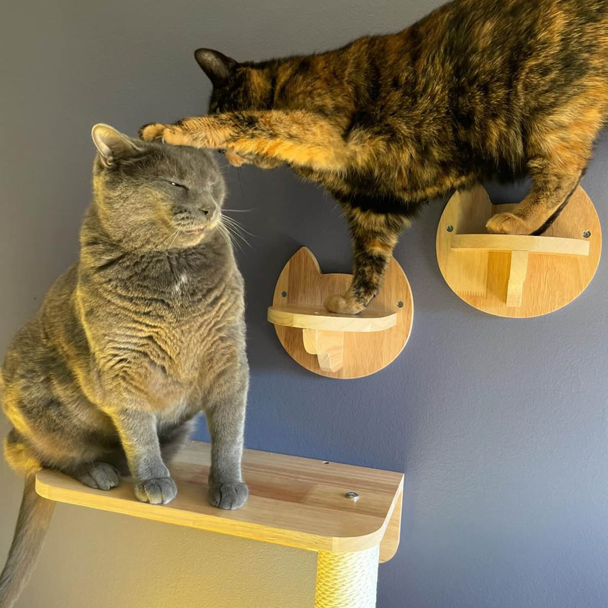 PETOMG Cat Perch, Cat Space Capsule, Cat Bed Furniture, Cat Wall Mount ...