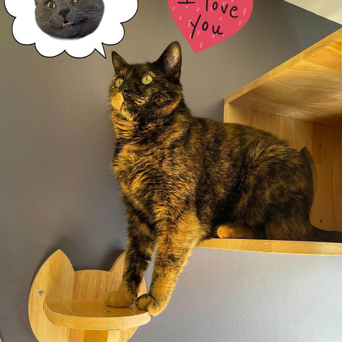 PETOMG Cat Perch, Cat Space Capsule, Cat Bed Furniture, Cat Wall Mount ...