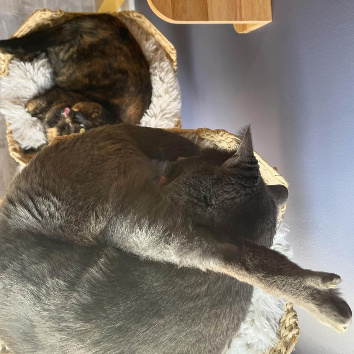 PETOMG Cat Perch, Cat Space Capsule, Cat Bed Furniture, Cat Wall Mount ...