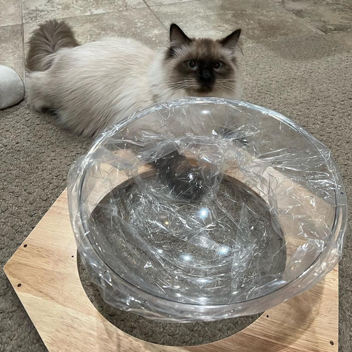 PETOMG Cat Perch, Cat Space Capsule, Cat Bed Furniture, Cat Wall Mount ...