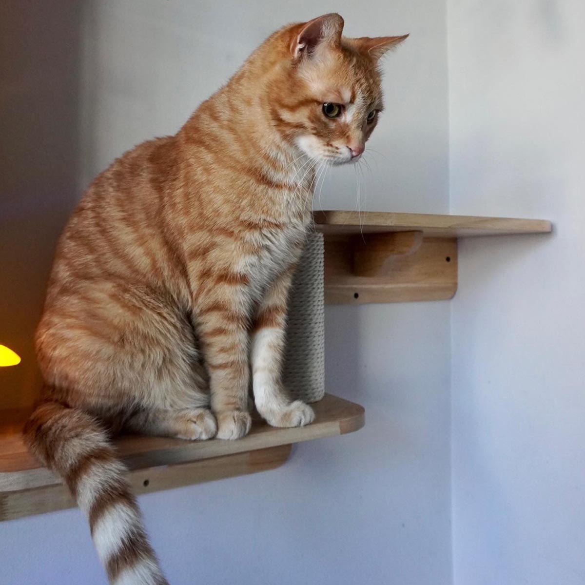 PETOMG Cat Perch, Cat Space Capsule, Cat Bed Furniture, Cat Wall Mount ...