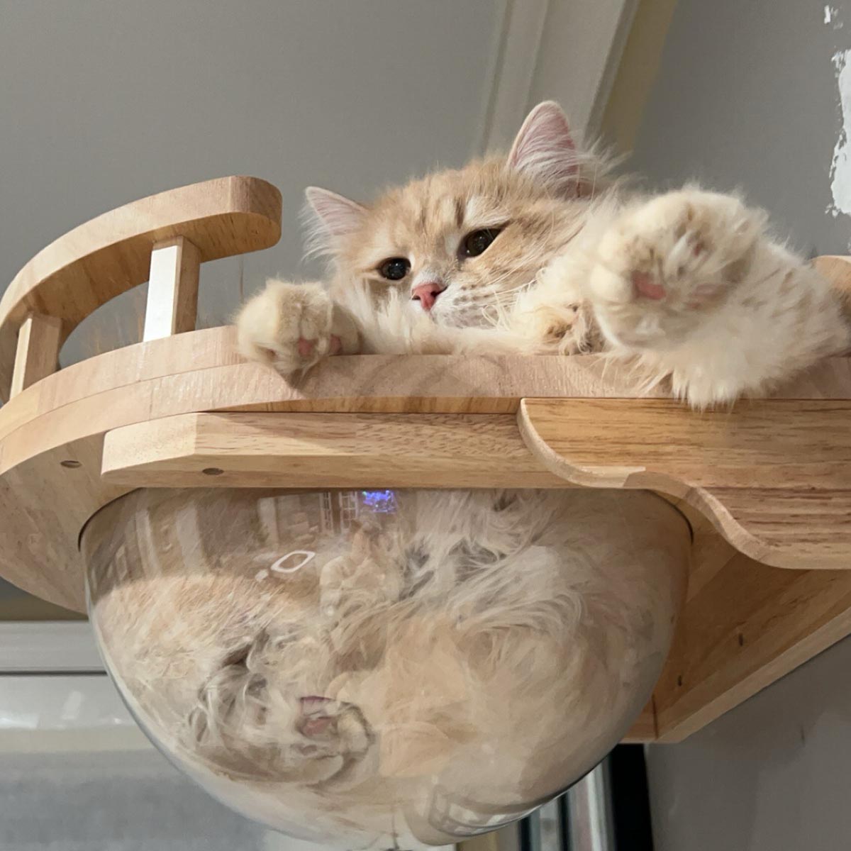 PETOMG Cat Perch, Cat Space Capsule, Cat Bed Furniture, Cat Wall Mount ...