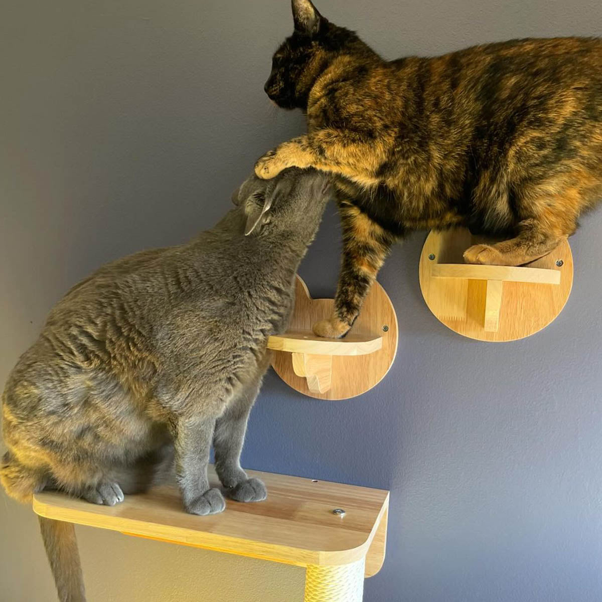 PETOMG Cat Wall House, Cat Perch, Large Cat Shelf with Spaceship| Rubb ...