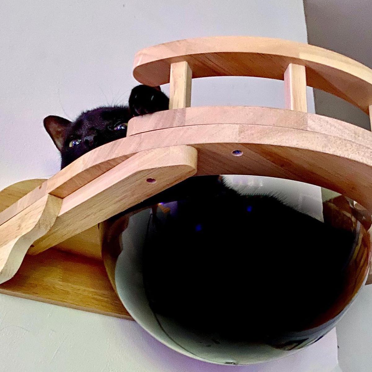 PETOMG Cat Perch, Cat Space Capsule, Cat Bed Furniture, Cat Wall Mount ...