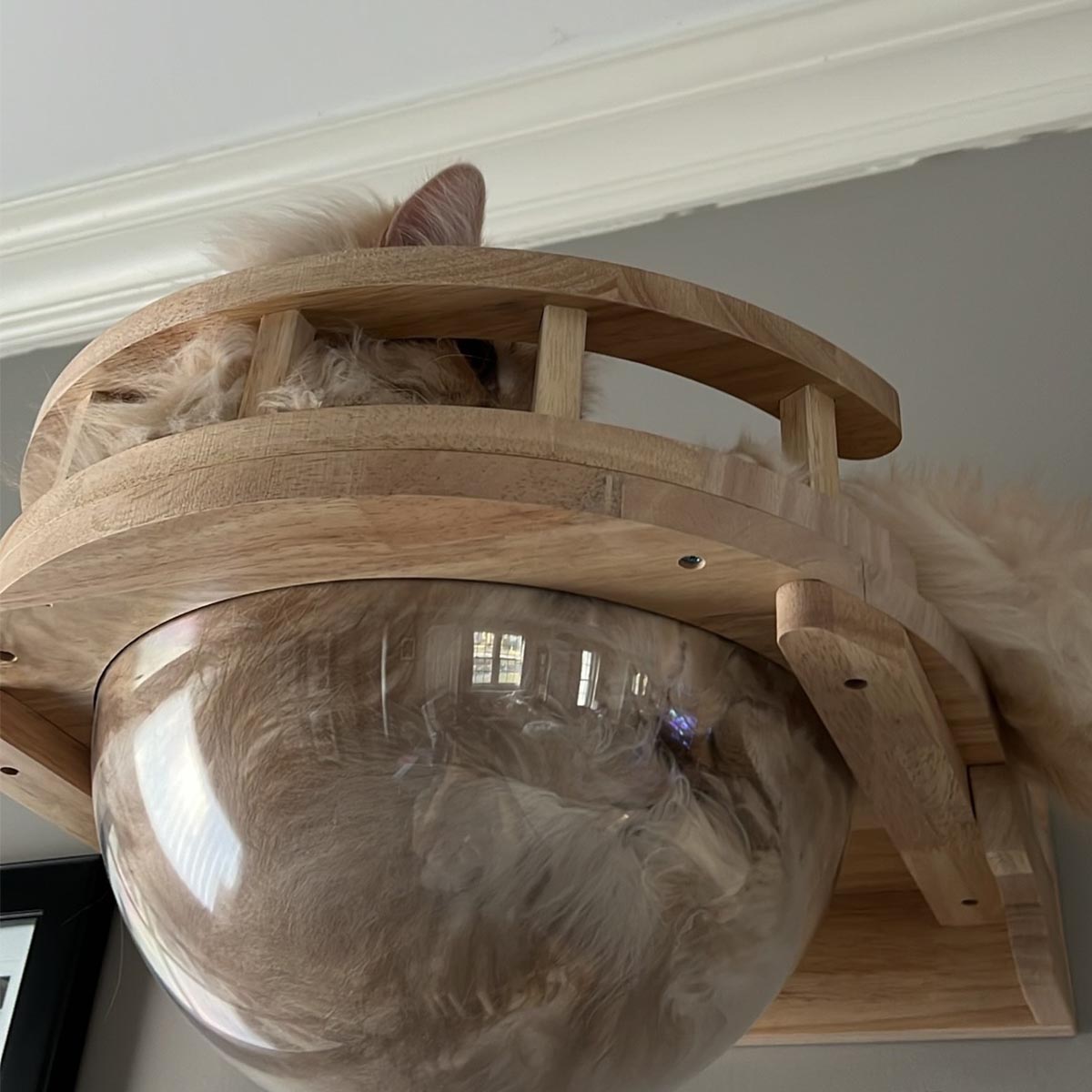 PETOMG Cat Perch, Cat Space Capsule, Cat Bed Furniture, Cat Wall Mount ...