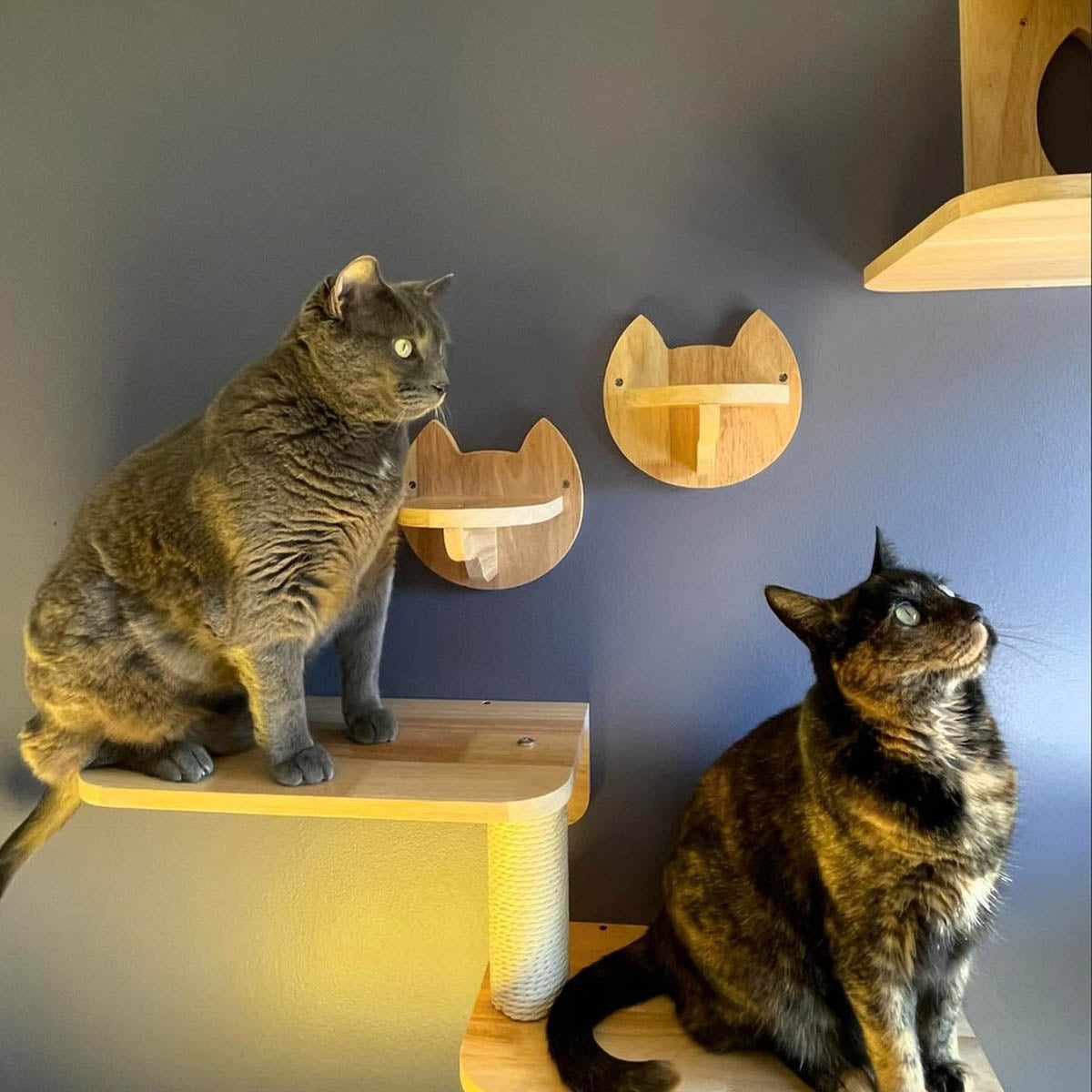 PETOMG Cat Wall House, Cat Perch, Large Cat Shelf with Spaceship| Rubb ...