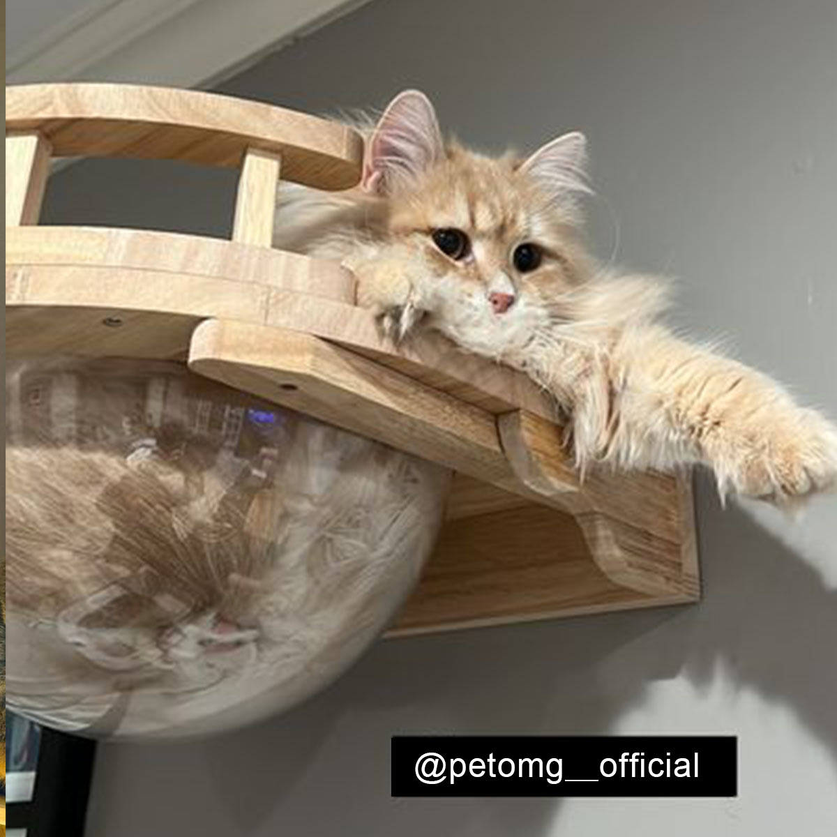 PETOMG Cat Perch, Cat Space Capsule, Cat Bed Furniture, Cat Wall Mount ...
