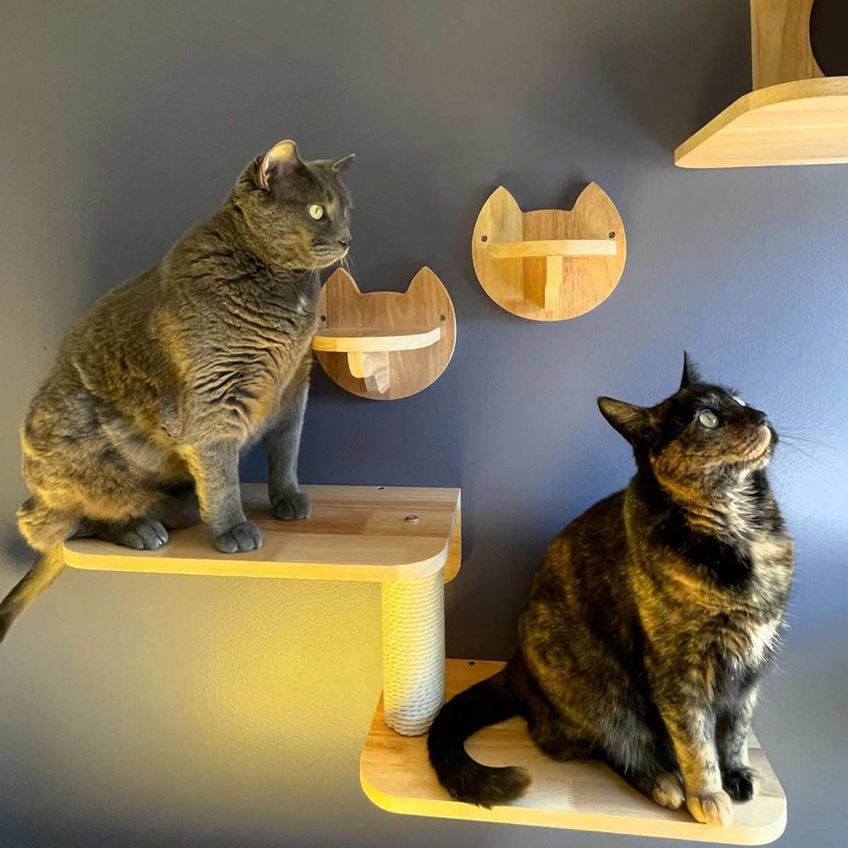 PETOMG Cat Perch, Cat Space Capsule, Cat Bed Furniture, Cat Wall Mount ...