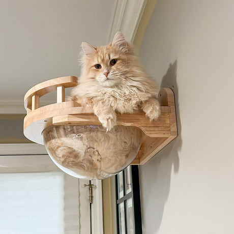 PETOMG Cat Perch, Cat Space Capsule, Cat Bed Furniture, Cat Wall Mount ...