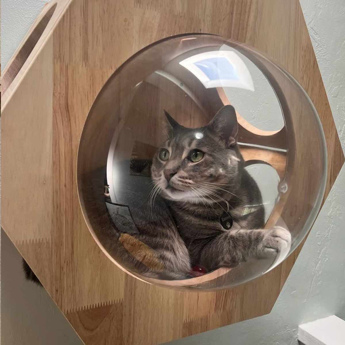 PETOMG Cat Wall House, Cat Perch, Large Cat Shelf with Spaceship| Rubb ...