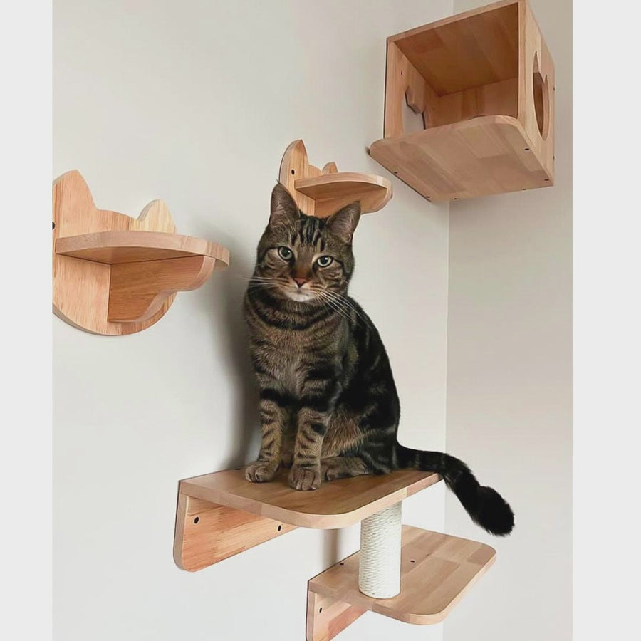 Cat Perch (Shleves) for Wall, Cat Wall Bed, Cat Perch | PETOMG – Petomg