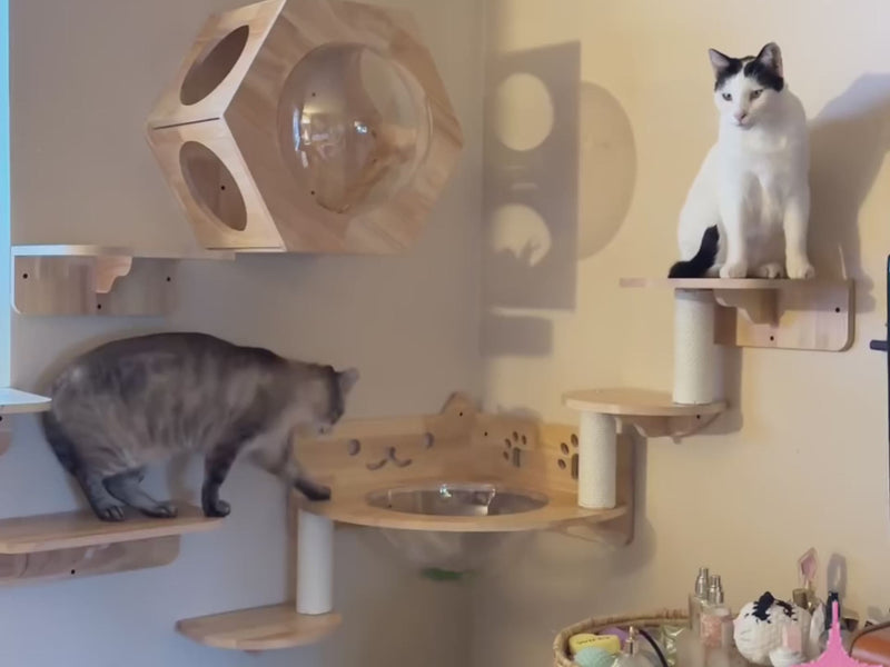 Cat Wall Set for Large Cat, Cat Wall Shelves | PETOMG | Rubberwood – Petomg