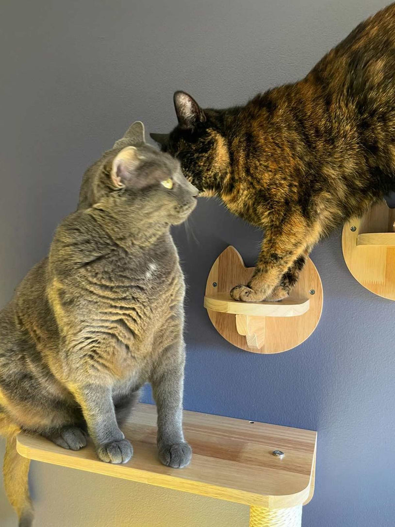 PETOMG Cat Wall House, Cat Perch, Large Cat Shelf with Spaceship| Rubb ...